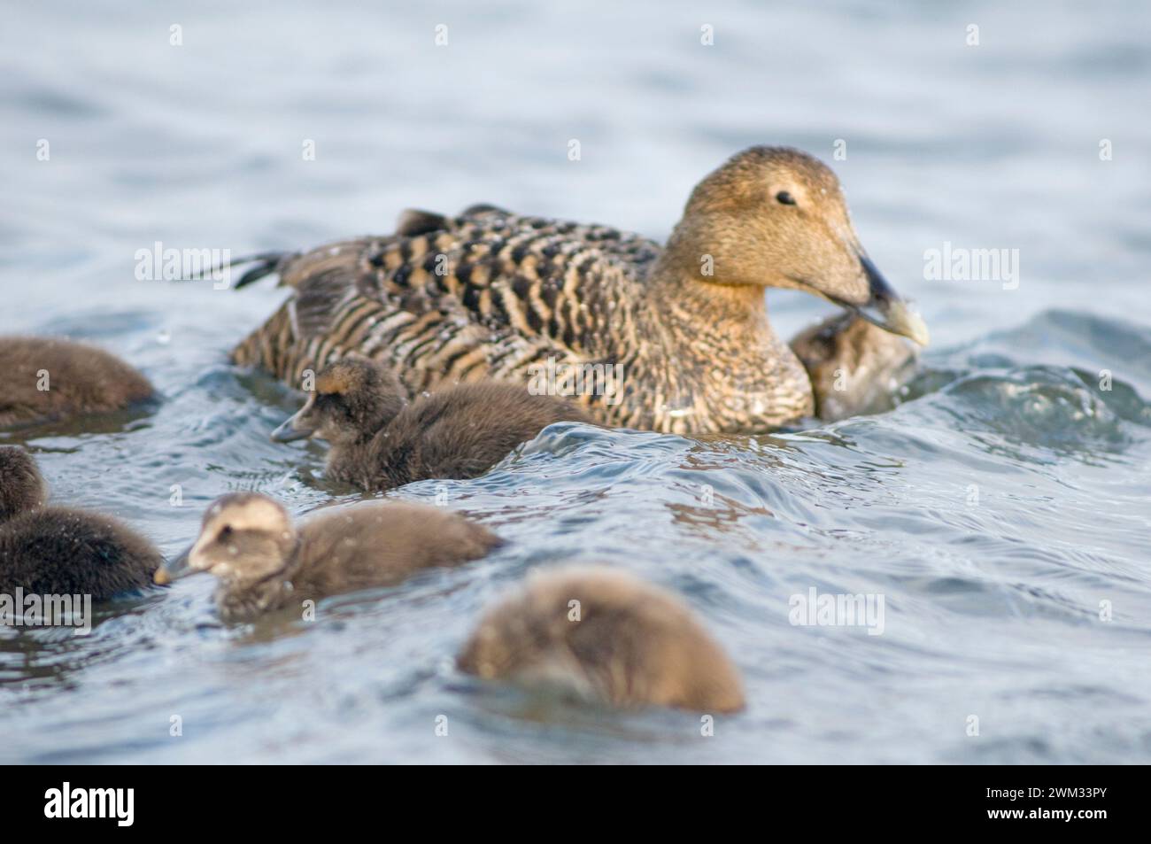 Alaskan ducklings hi-res stock photography and images - Alamy