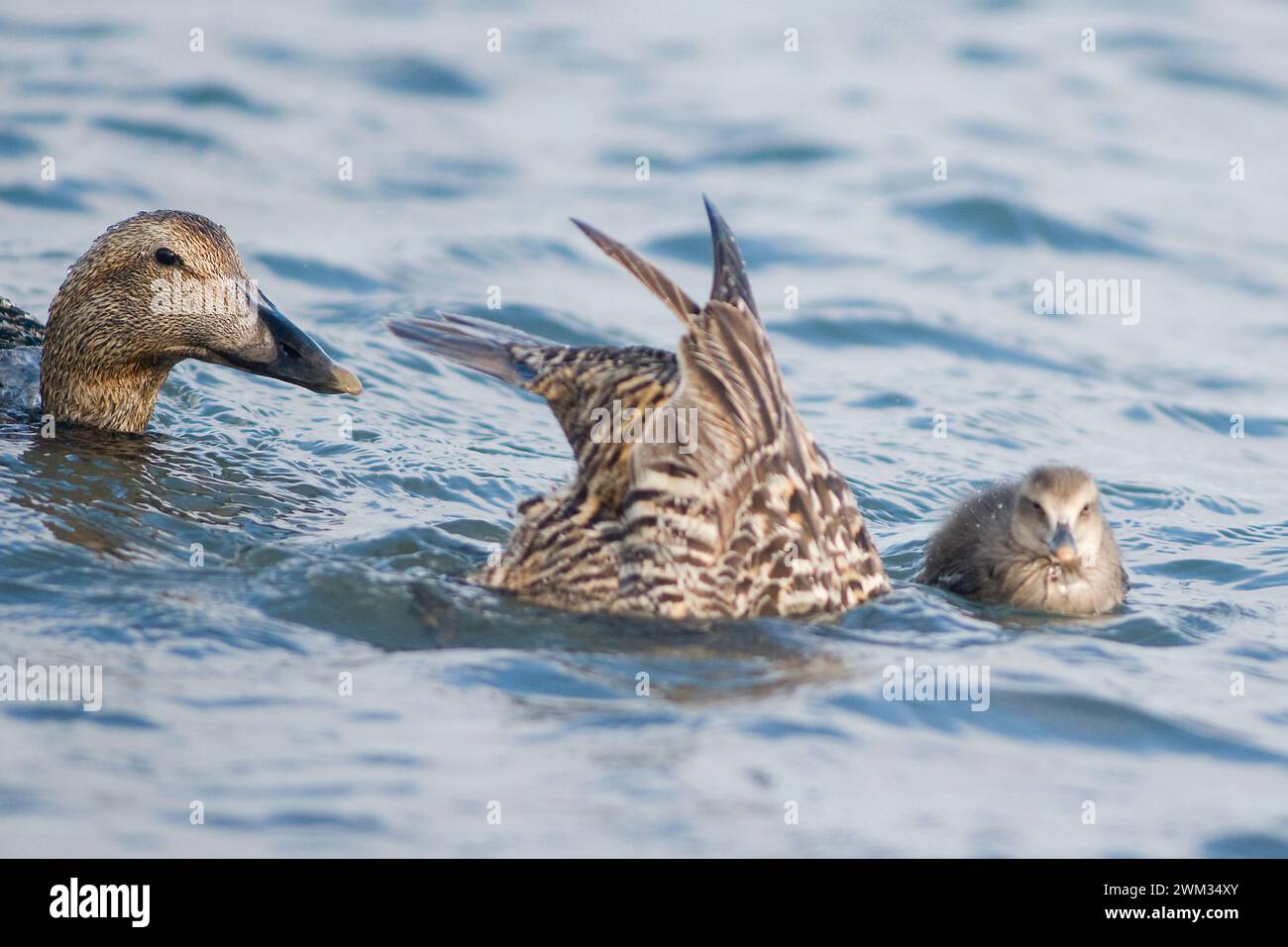 Group of common eider ducks Somateria mollissima mother and newborn ...