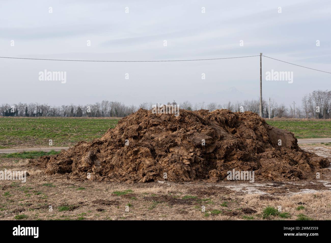 Deposit of cow manure used as fertilizer in the countryside near the ...