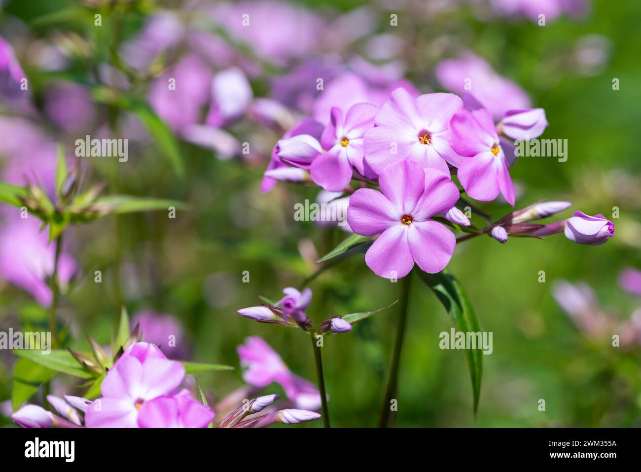 Close up of pink garden phlox (phlox paniculata) flowers in bloom Stock ...