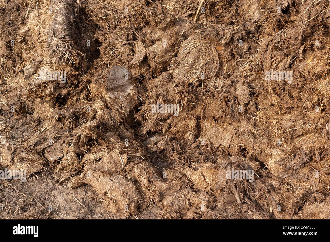 Deposit of cow manure used as fertilizer in the countryside near the ...