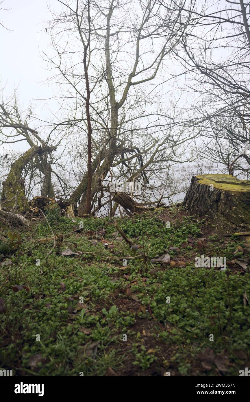 Cutted trees and branches by the lakeshore on a foggy day Stock Photo ...