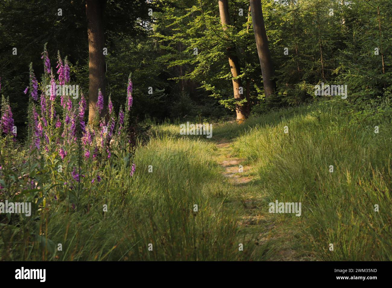 Waldwanderung wandern hi-res stock photography and images - Alamy