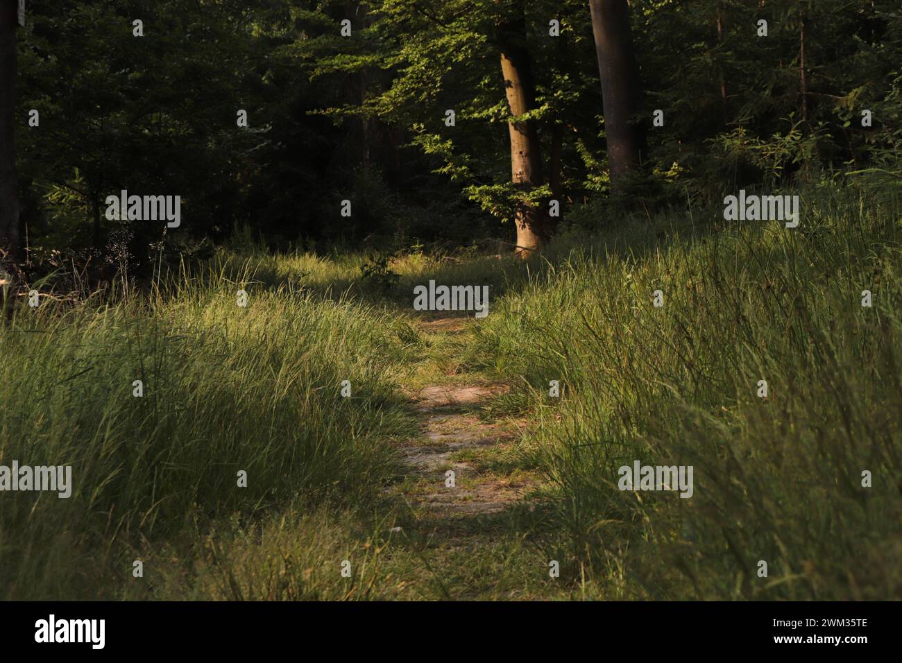 Waldwanderung wandern hi-res stock photography and images - Alamy