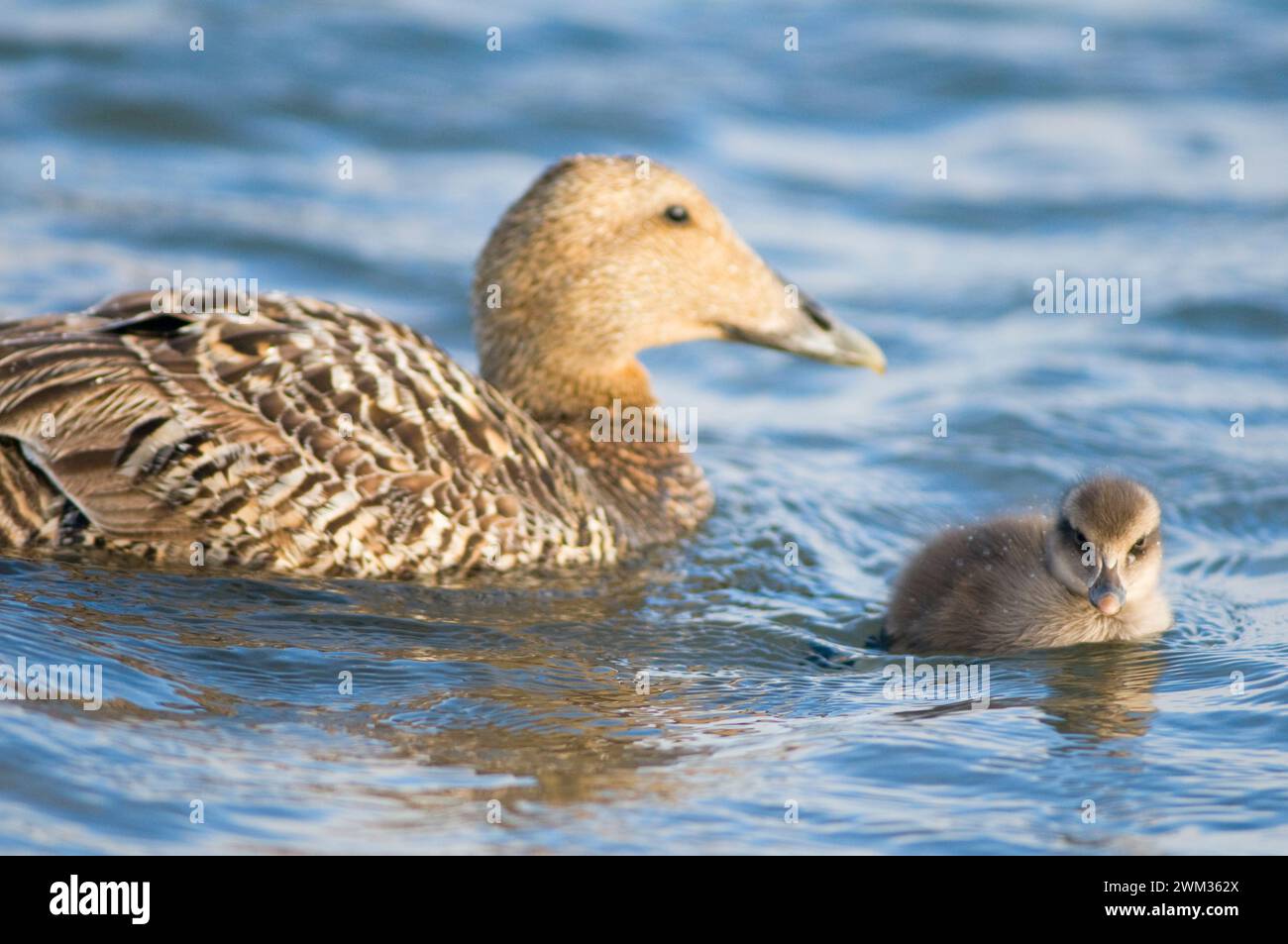 Group of common eider ducks Somateria mollissima mother and newborn ...