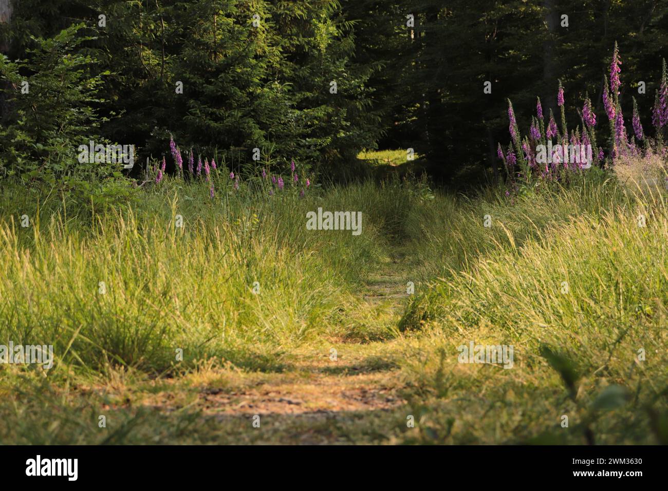 Waldwanderung wandern hi-res stock photography and images - Alamy