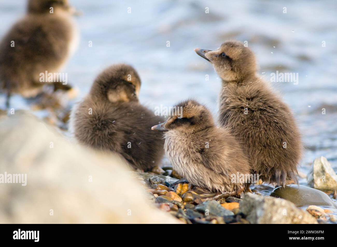 Group of common eider ducks Somateria mollissima mother and newborn ...