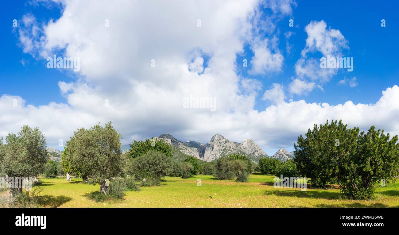 Lush Mediterranean Olive Grove with Majestic Mountain Backdrop and Blue ...