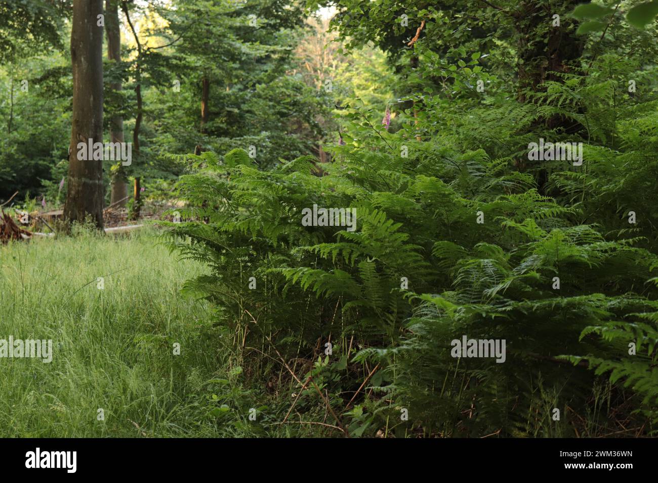 Waldwanderung wandern hi-res stock photography and images - Alamy