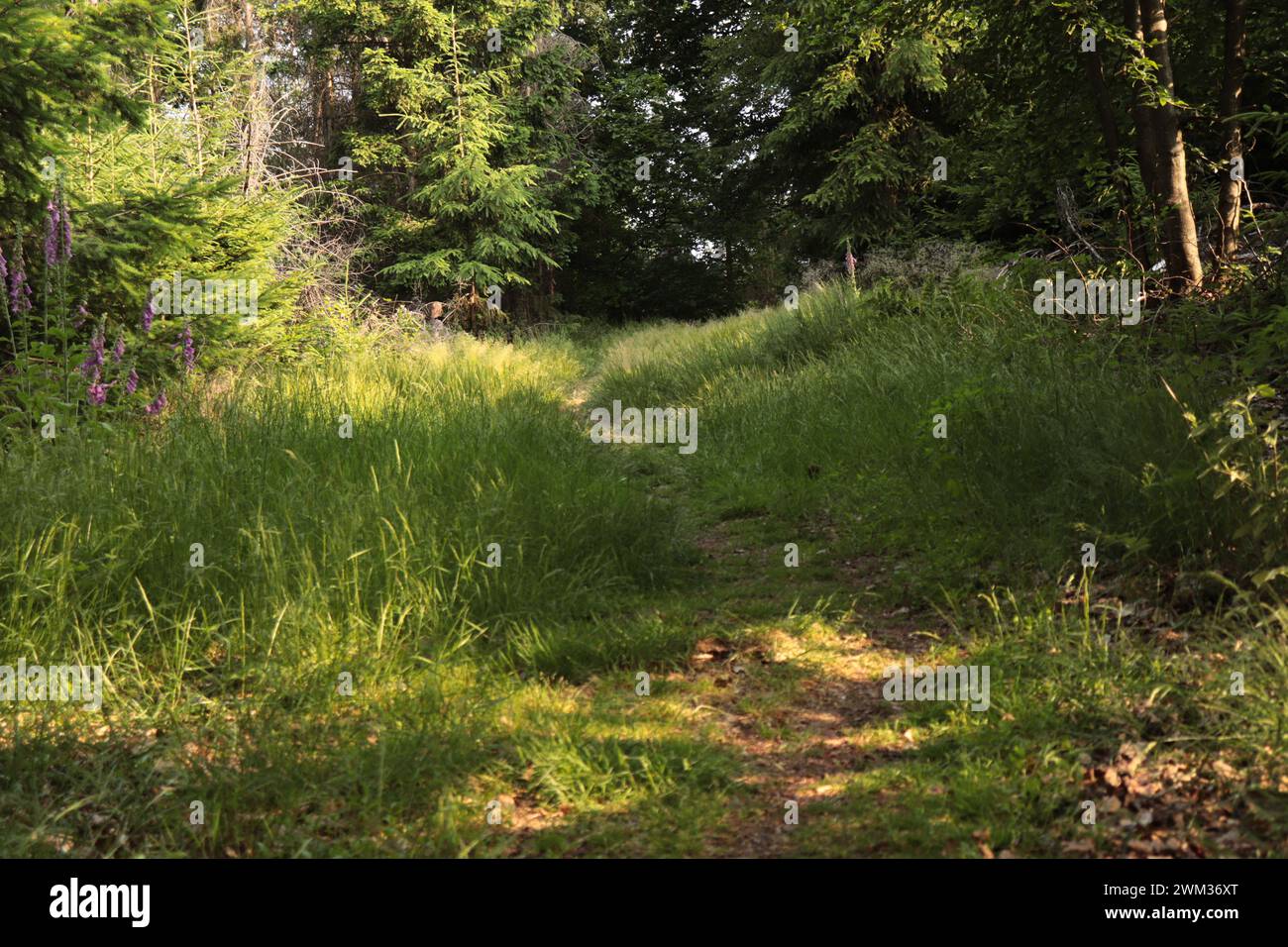 Wiese im Wald Stock Photo - Alamy