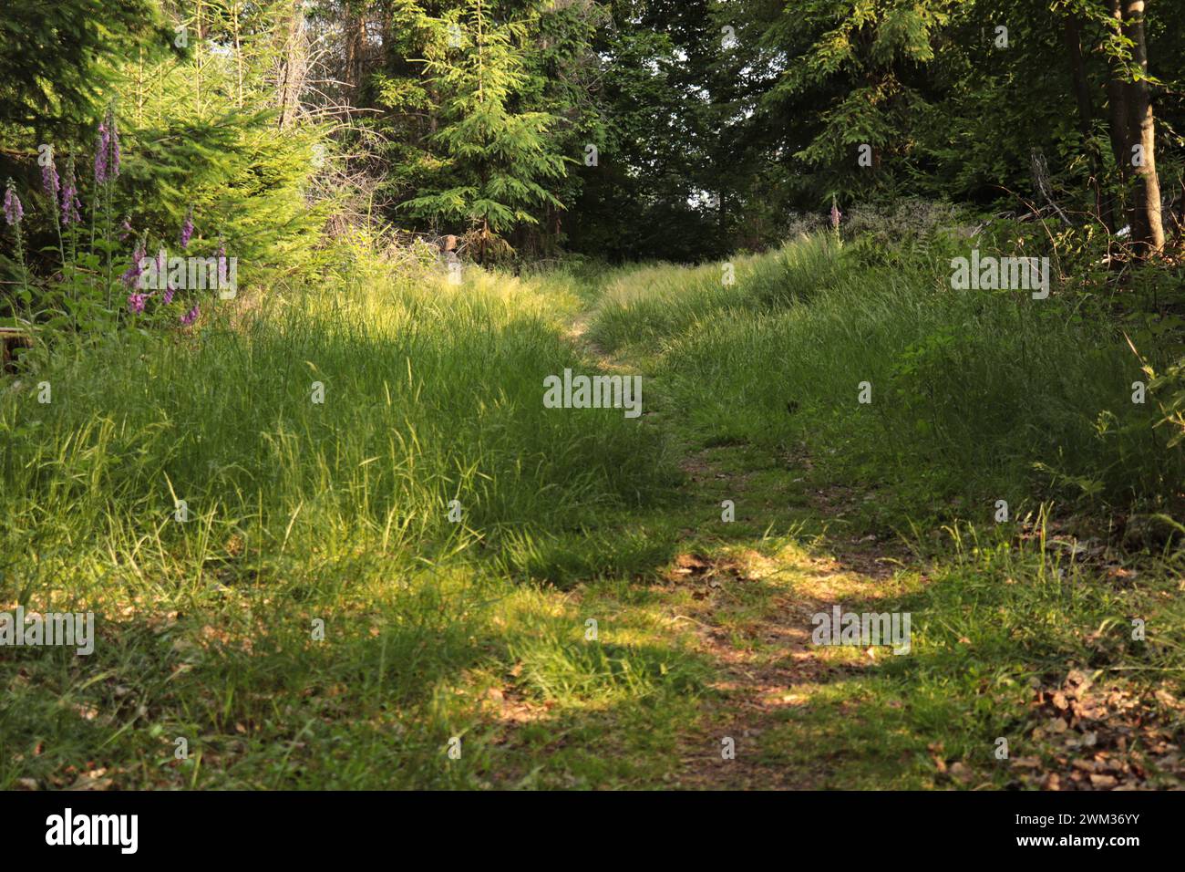 Waldwanderung wandern hi-res stock photography and images - Alamy
