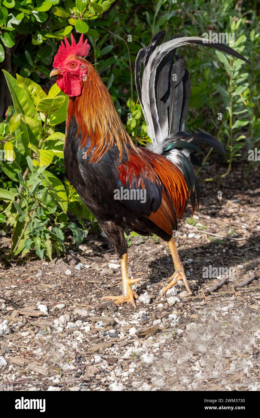 Wild rooster hi-res stock photography and images - Alamy