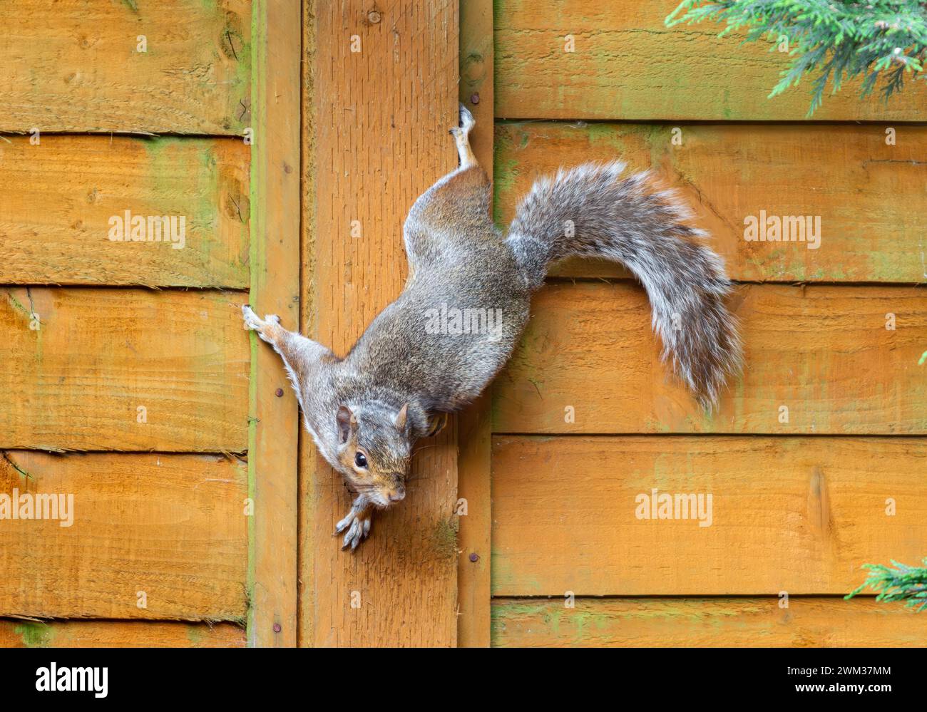 Grey Squirrel climbing down fence Stock Photo - Alamy