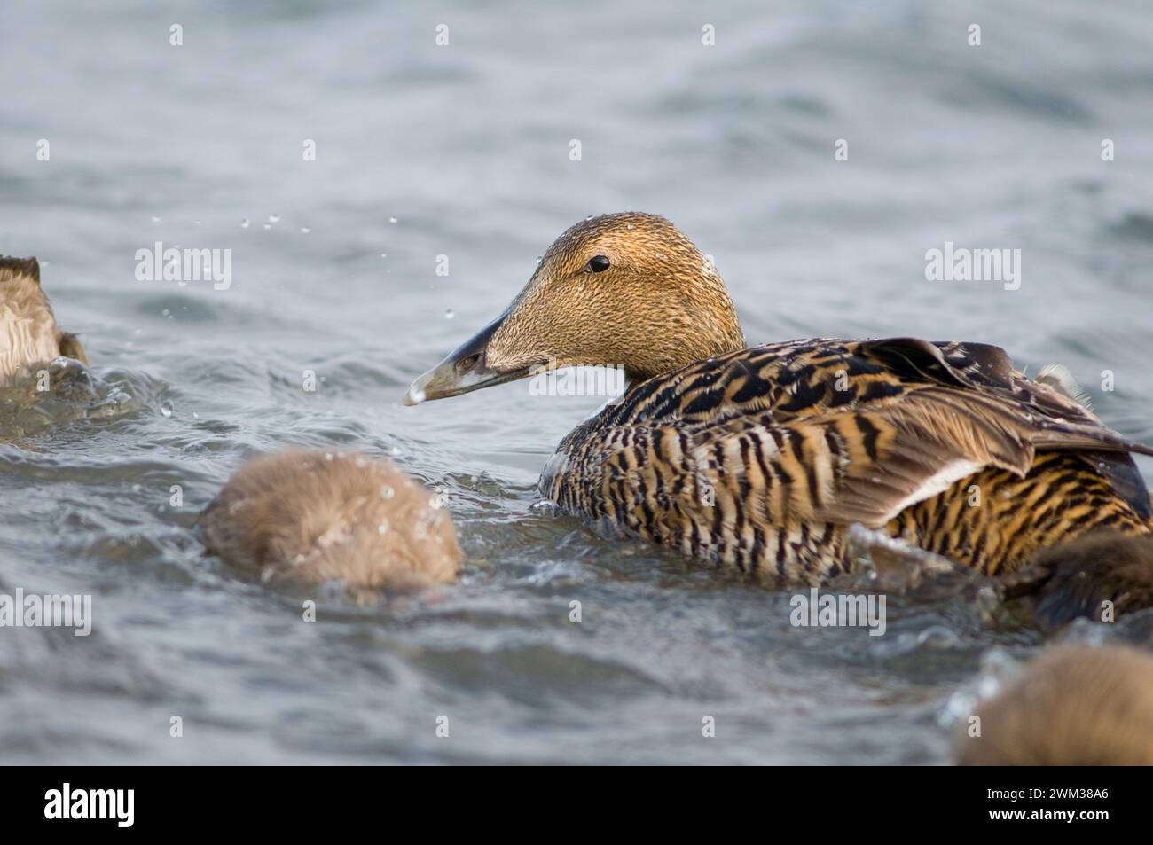 Group of common eider ducks Somateria mollissima mother and newborn ...