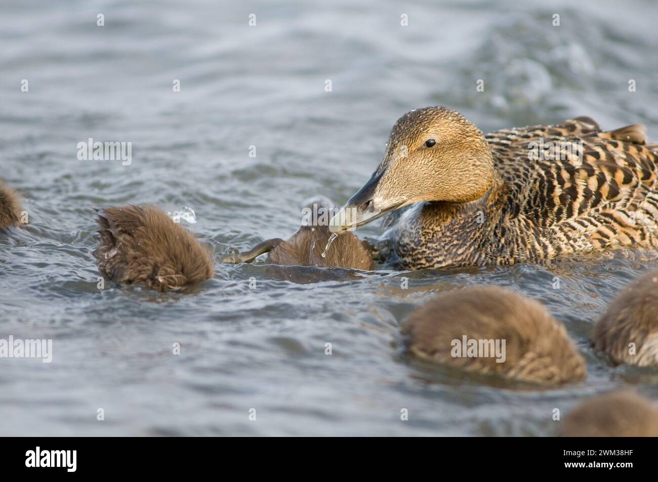 Group of common eider ducks Somateria mollissima mother and newborn ...