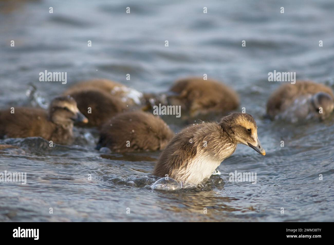 Group of common eider ducks Somateria mollissima mother and newborn ...