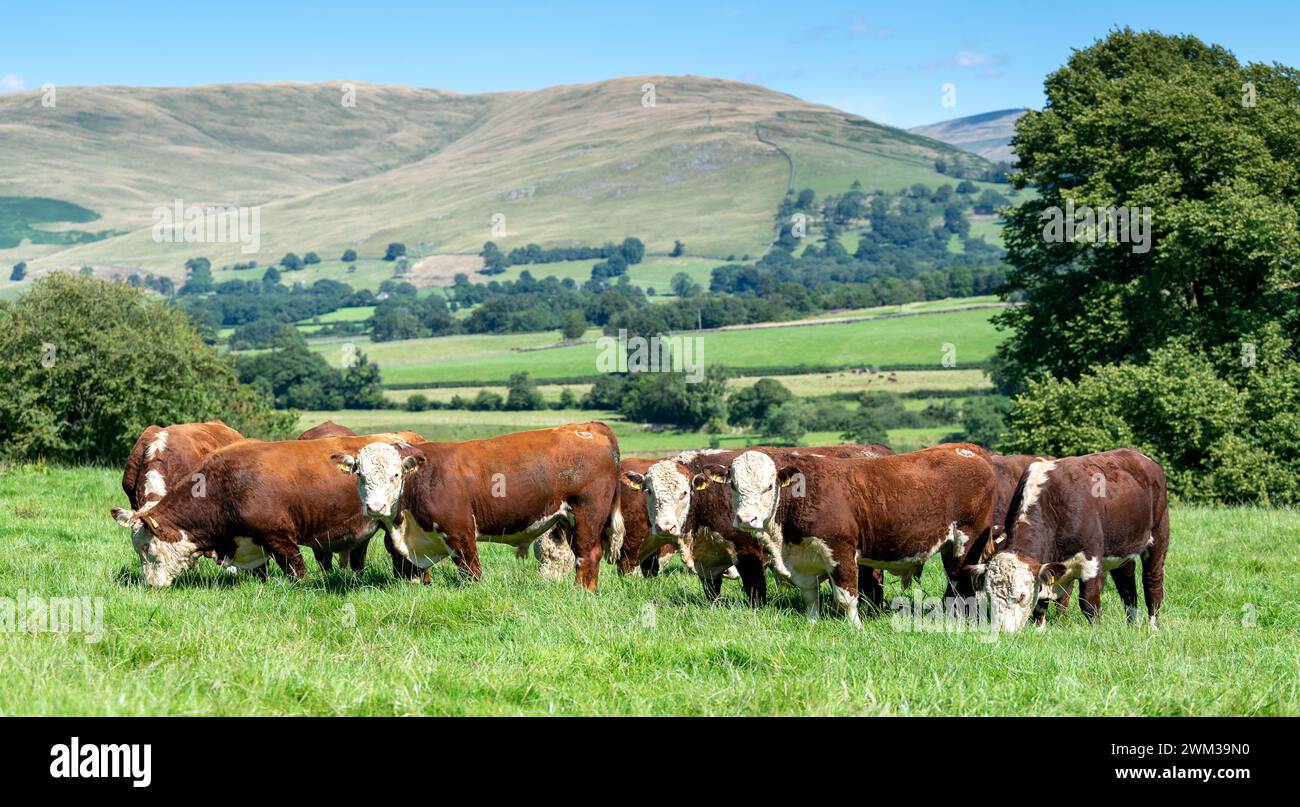 Herd of immature pedigree Hereford bulls in an upland pasture, growing off grass before being ...