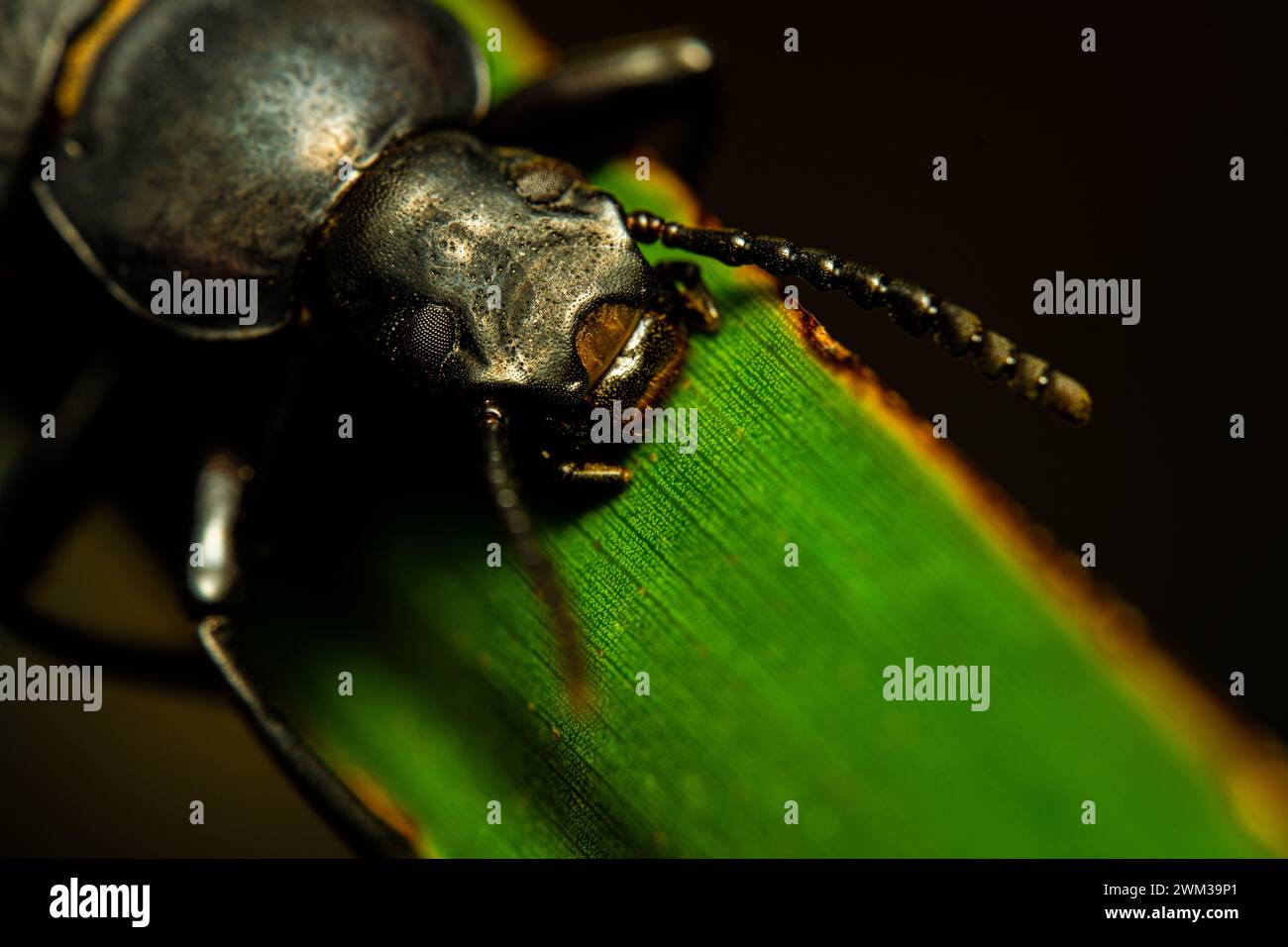 Darkling beetle. Coleoptera Carabidae Insects in Nature. Mealworm ...