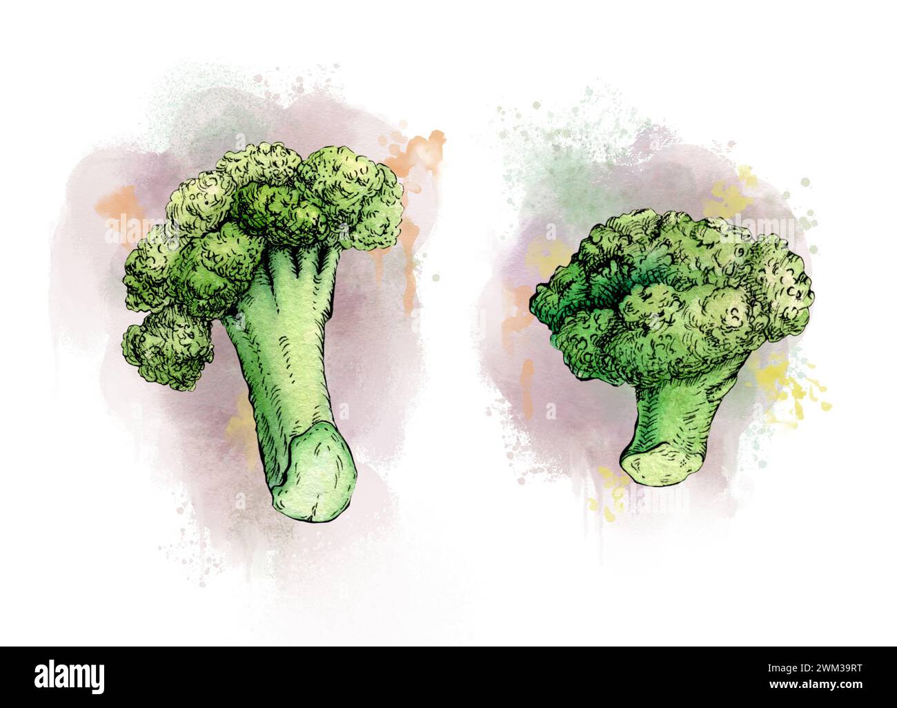 Ink and watercolor drawing of some broccoli stems. Traditional ...
