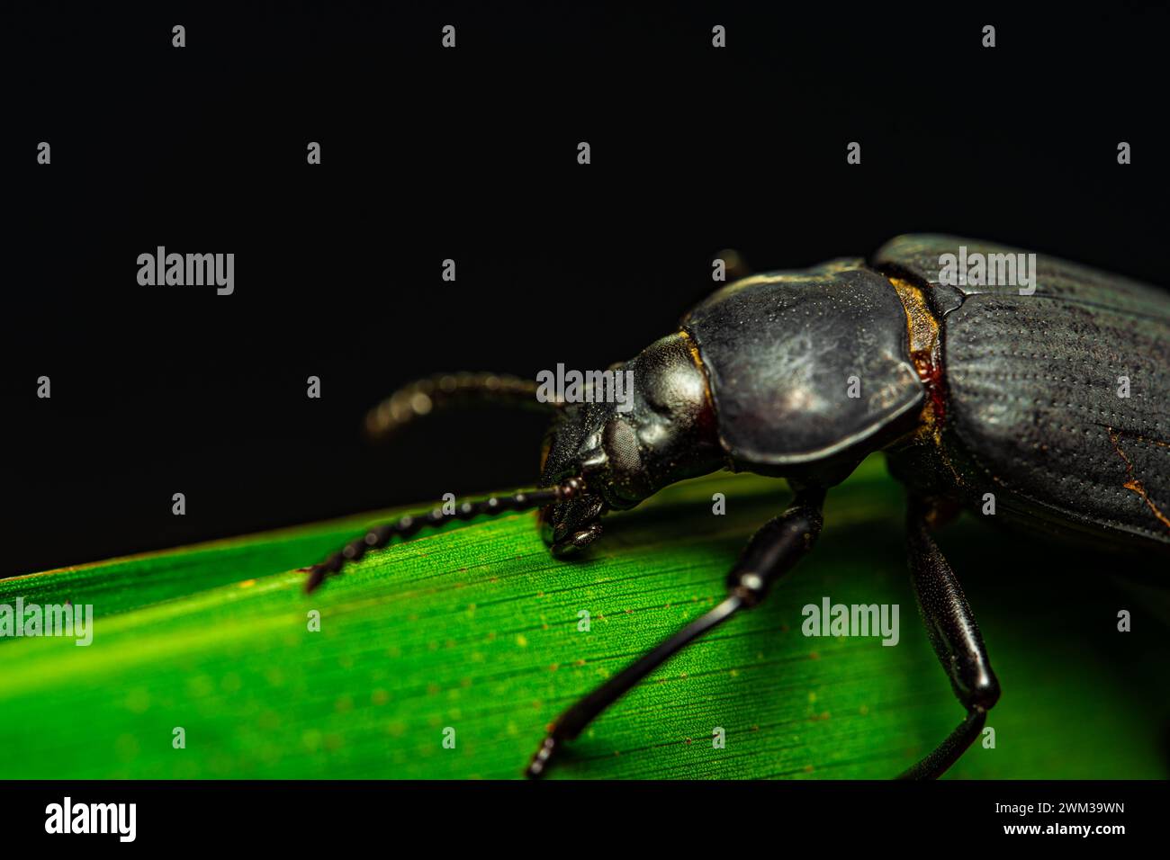 Darkling beetle. Coleoptera Carabidae Insects in Nature. Mealworm ...