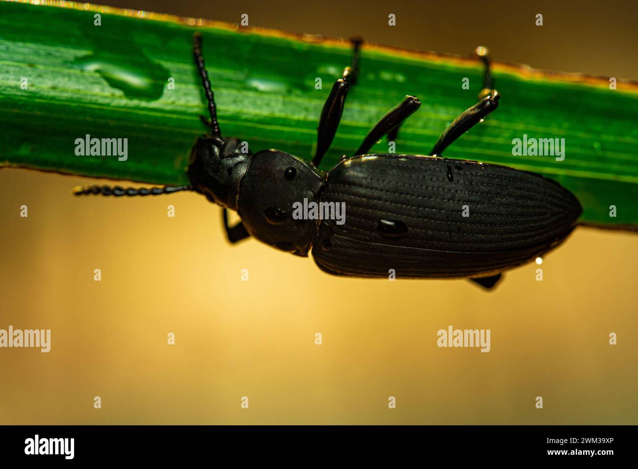 Darkling beetle. Coleoptera Carabidae Insects in Nature. Mealworm ...