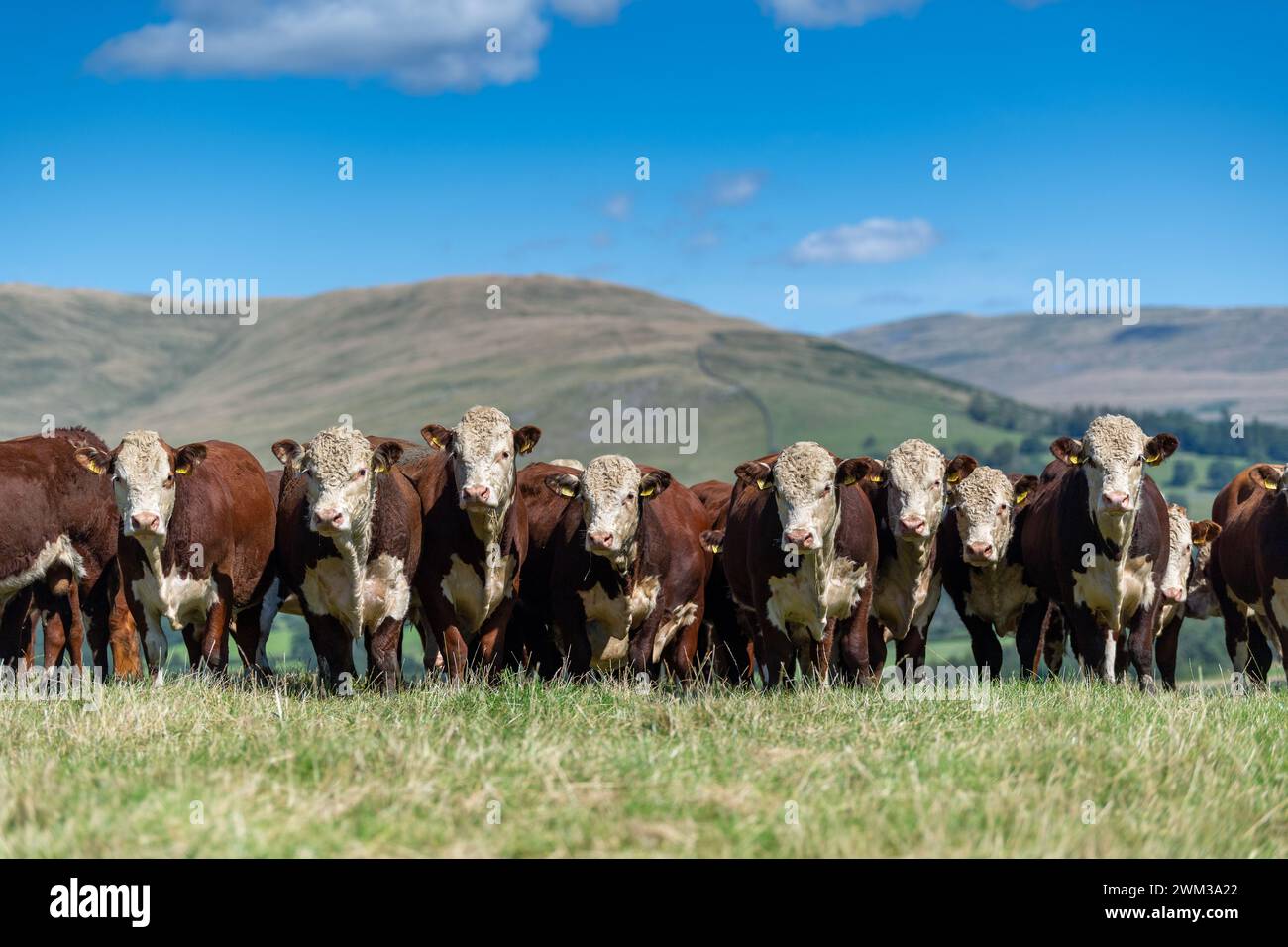 Herd of immature pedigree Hereford bulls in an upland pasture, growing off grass before being ...
