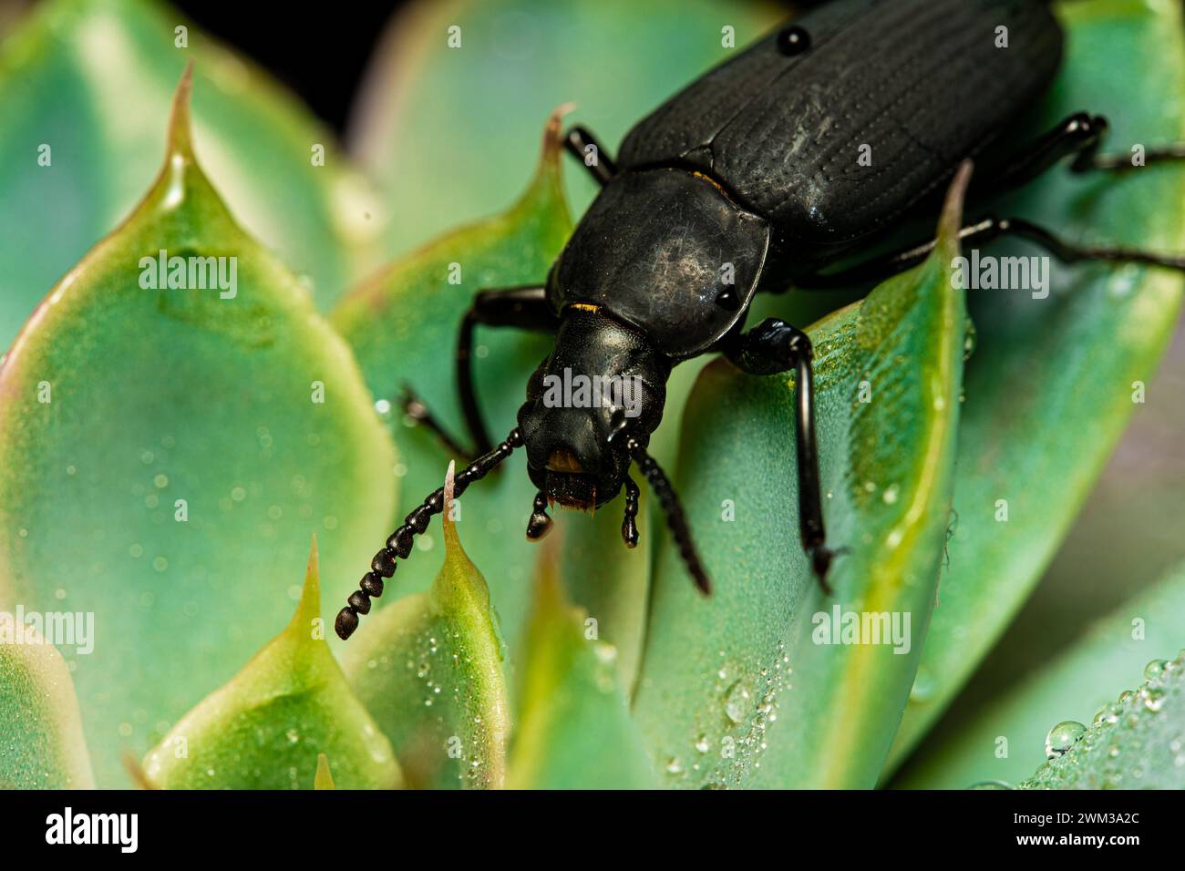 Darkling beetle. Coleoptera Carabidae Insects in Nature. Mealworm ...