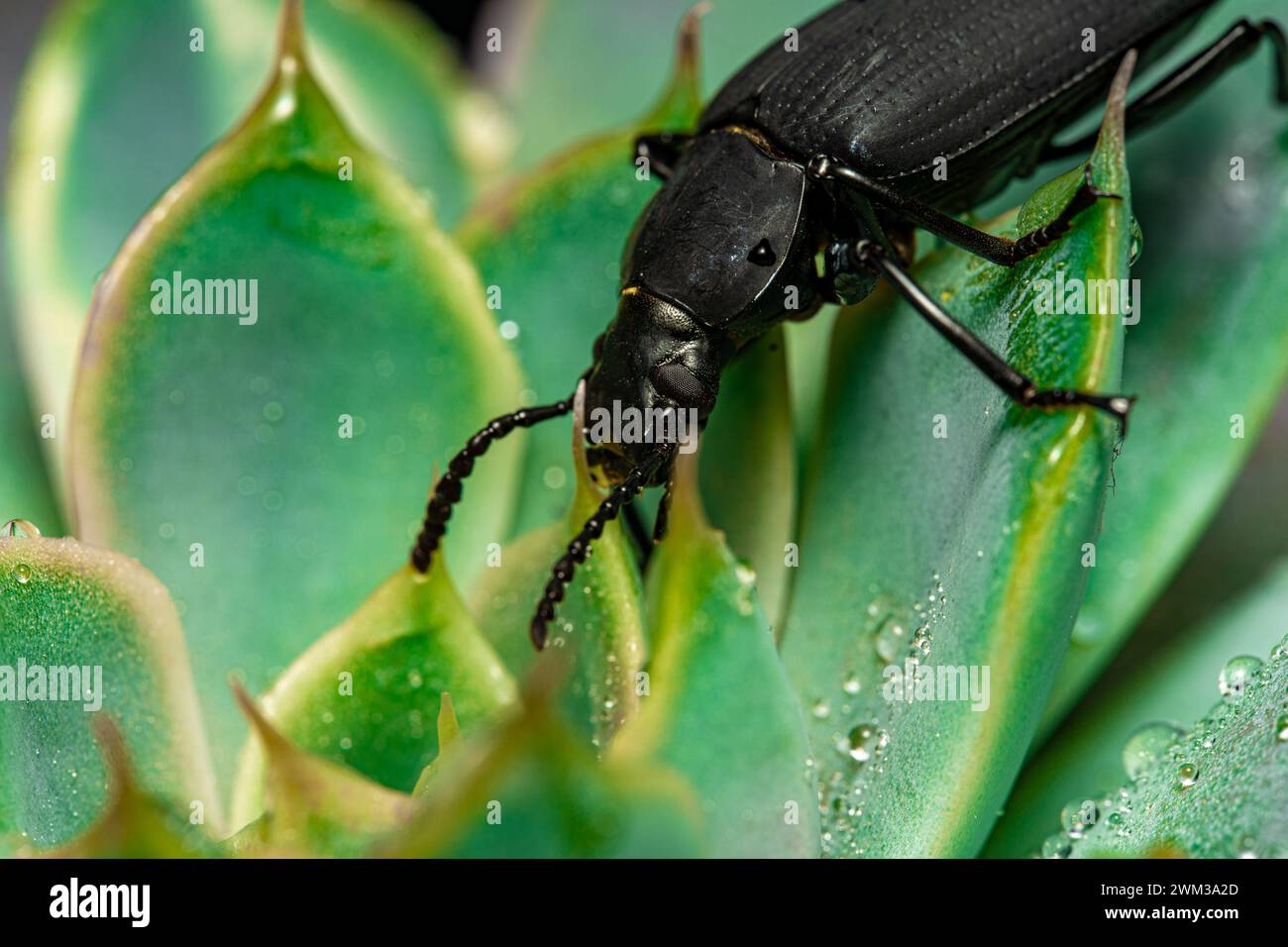 Darkling beetle. Coleoptera Carabidae Insects in Nature. Mealworm ...