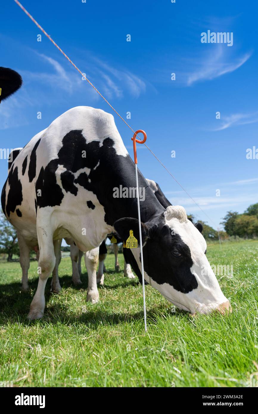 Cattle management system hi-res stock photography and images - Alamy