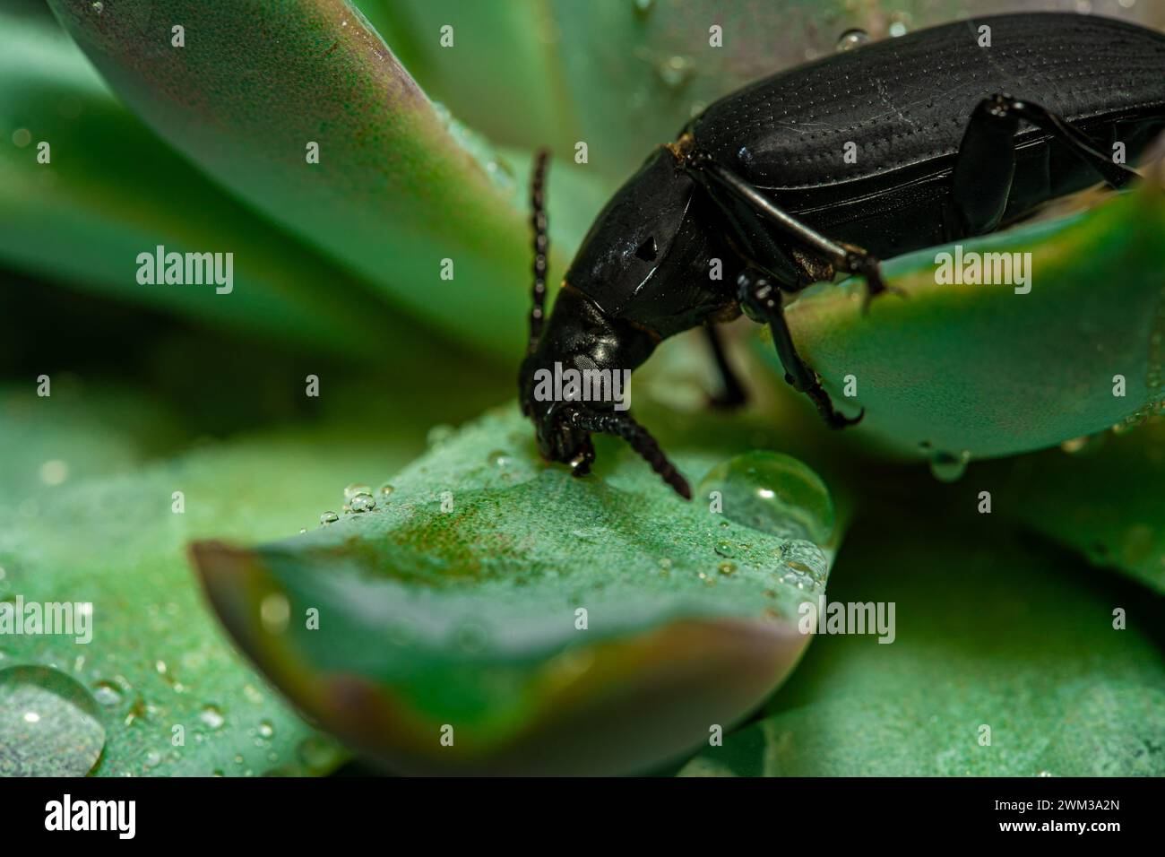 Darkling beetle. Coleoptera Carabidae Insects in Nature. Mealworm ...