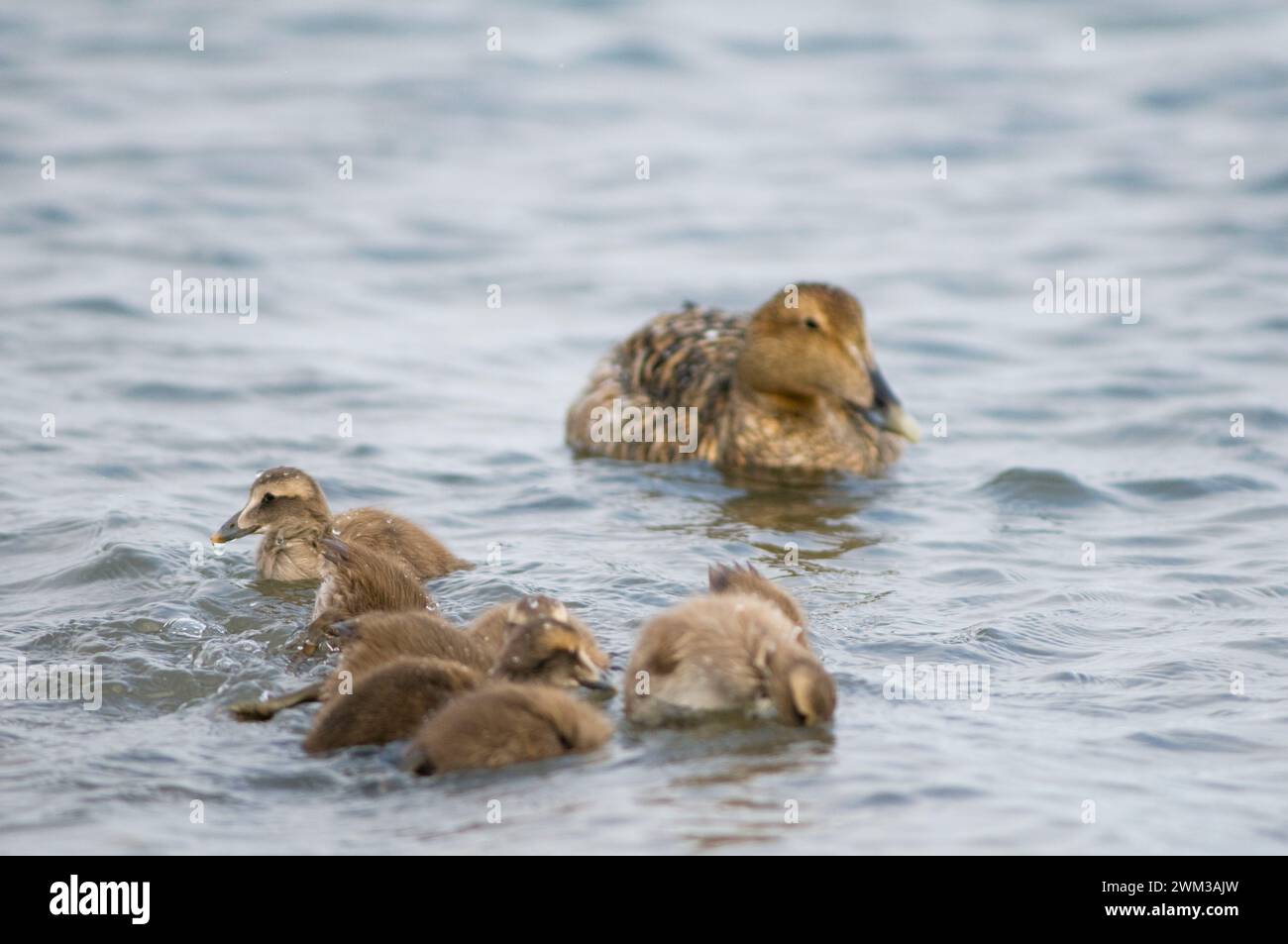Group of common eider ducks Somateria mollissima mother and newborn ...