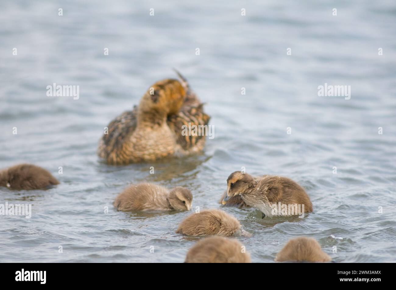 Group of common eider ducks Somateria mollissima mother and newborn ...