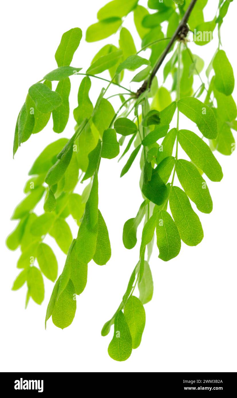 Acacia branches with green leaves. Branch with young green spring ...