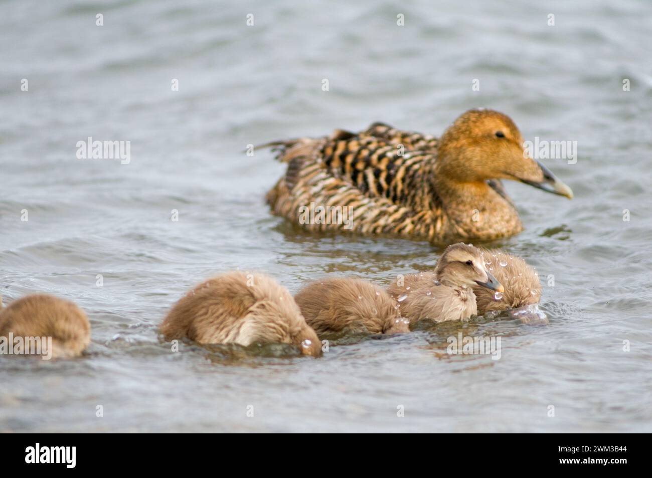 Group of common eider ducks Somateria mollissima mother and newborn ...
