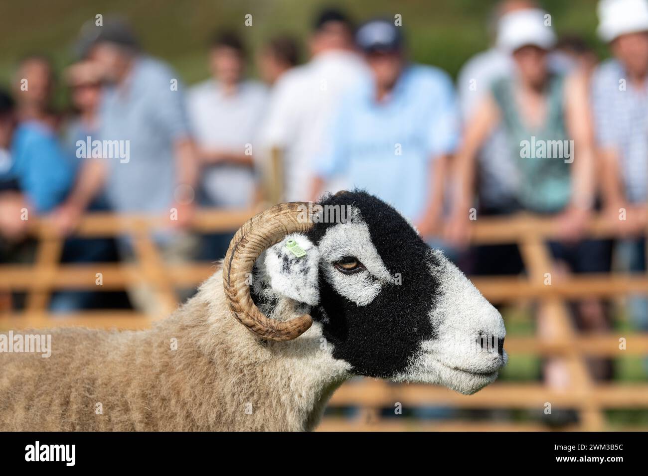 Muker Show held in the village of Muker in Swaledale, Yorkshire Dales ...