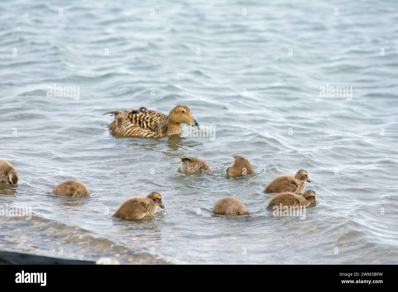 Group of common eider ducks Somateria mollissima mother and newborn ...