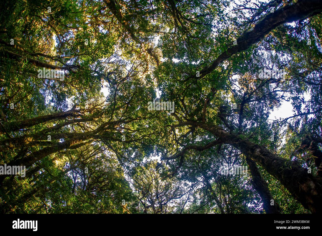 Trees photographed from below to see the crown against the sunlight ...