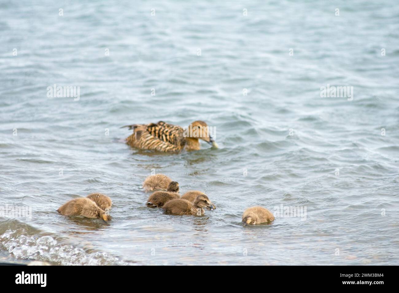 Group of common eider ducks Somateria mollissima mother and newborn ...