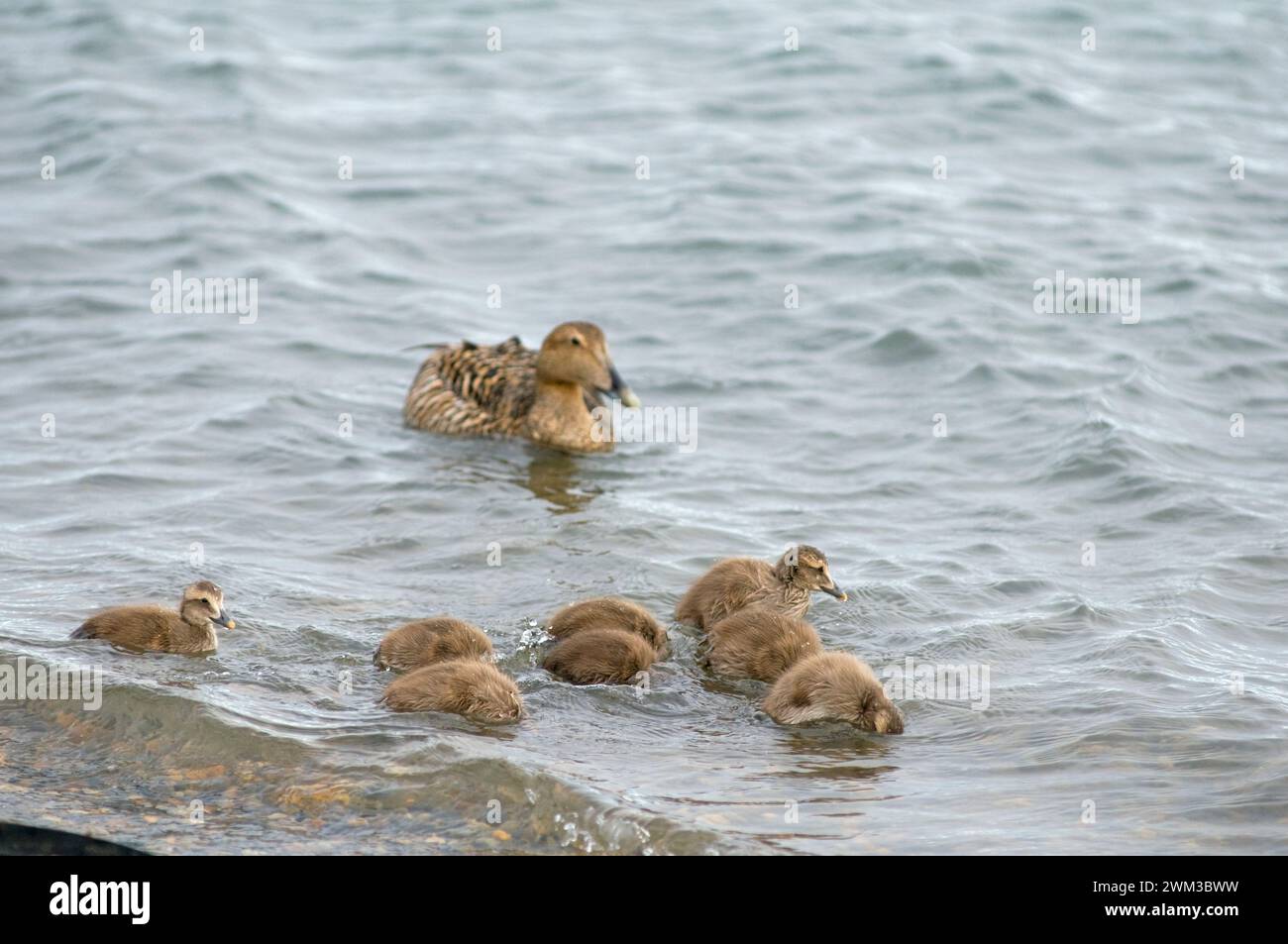 Group of common eider ducks Somateria mollissima mother and newborn ...