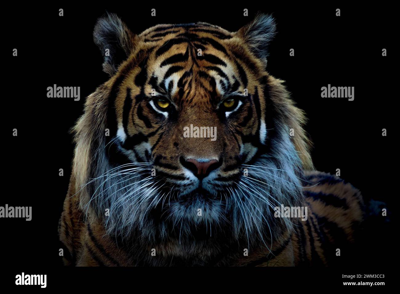 Male sumatran tiger predator hi-res stock photography and images - Alamy