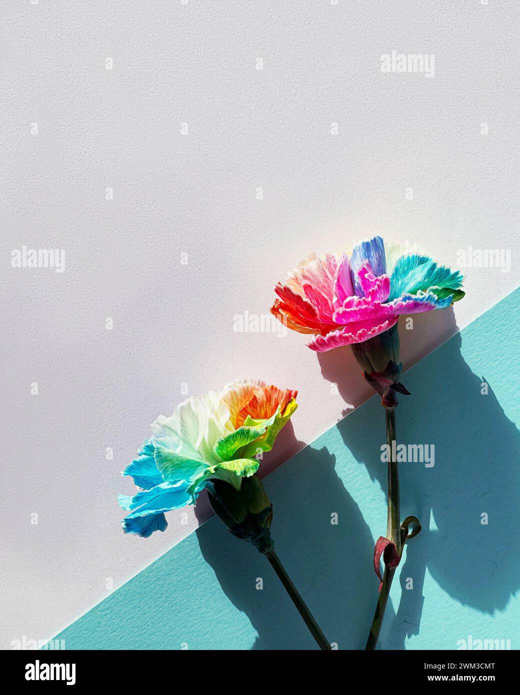 Rainbow Colored Carnations on White and Blue Mint Paper, Copy-space ...
