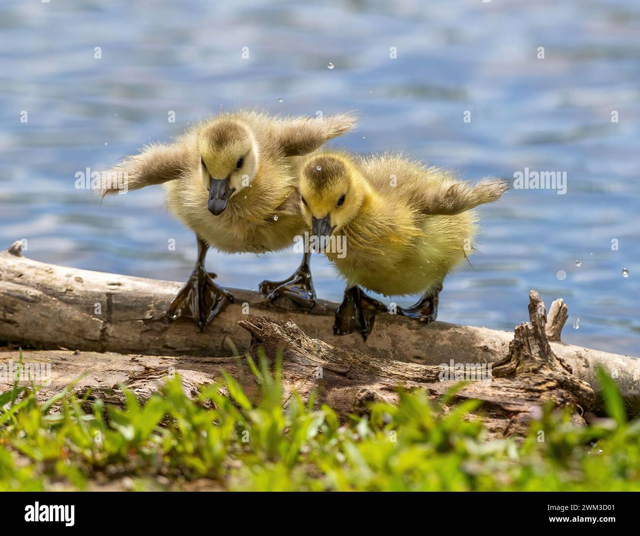 Baby geese goslings hi-res stock photography and images - Alamy