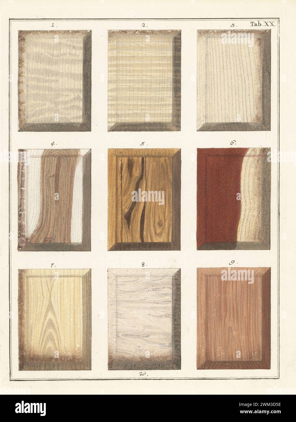 Sebesten plum tree hi-res stock photography and images - Alamy