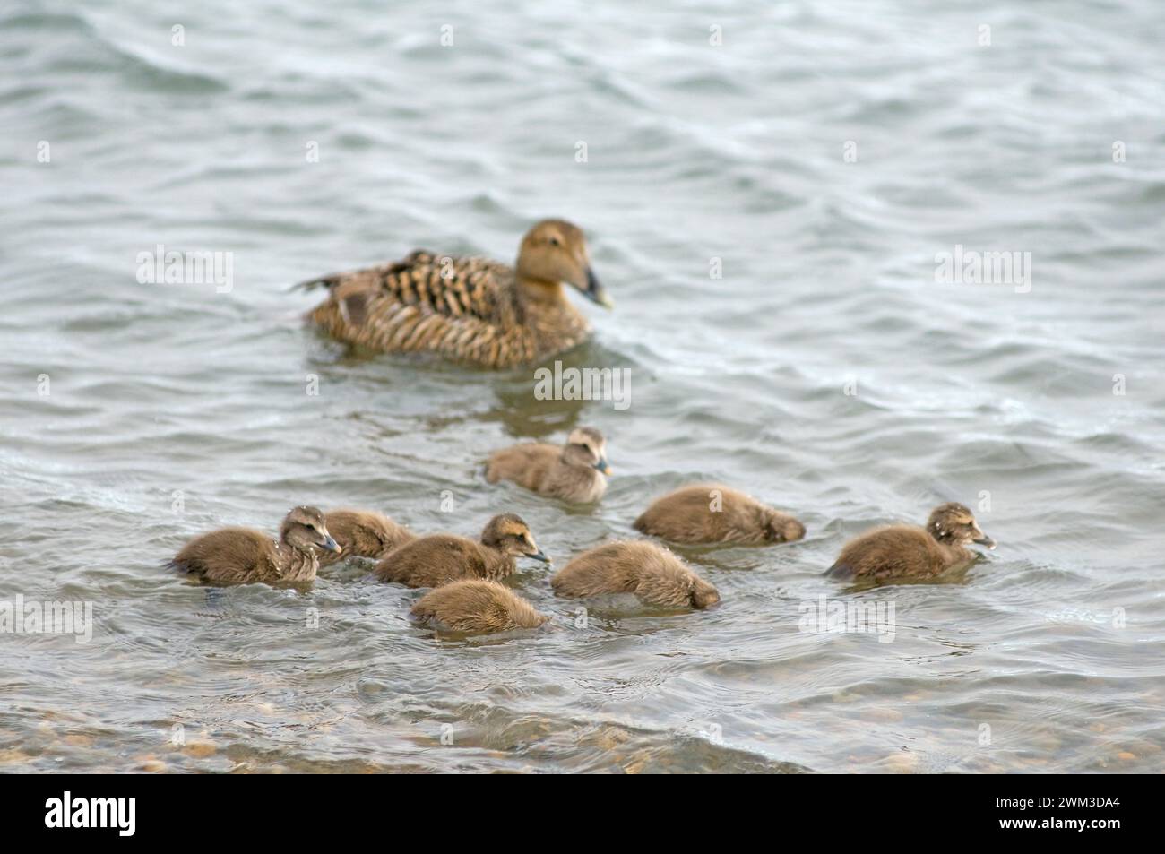 Group of common eider ducks Somateria mollissima mother and newborn ...