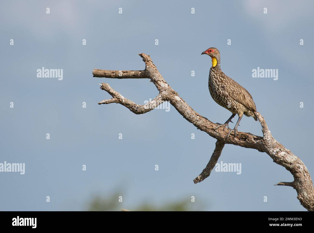 Yellow-necked spurfowl (Pternistis leucoscepus) in a dead tree Stock ...