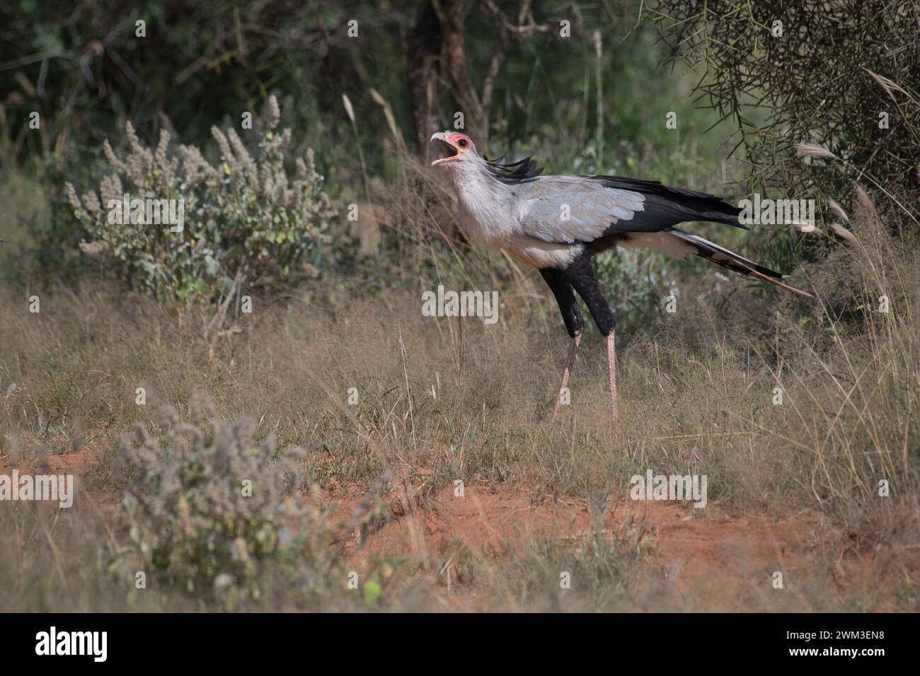 Serpentaire hi-res stock photography and images - Alamy