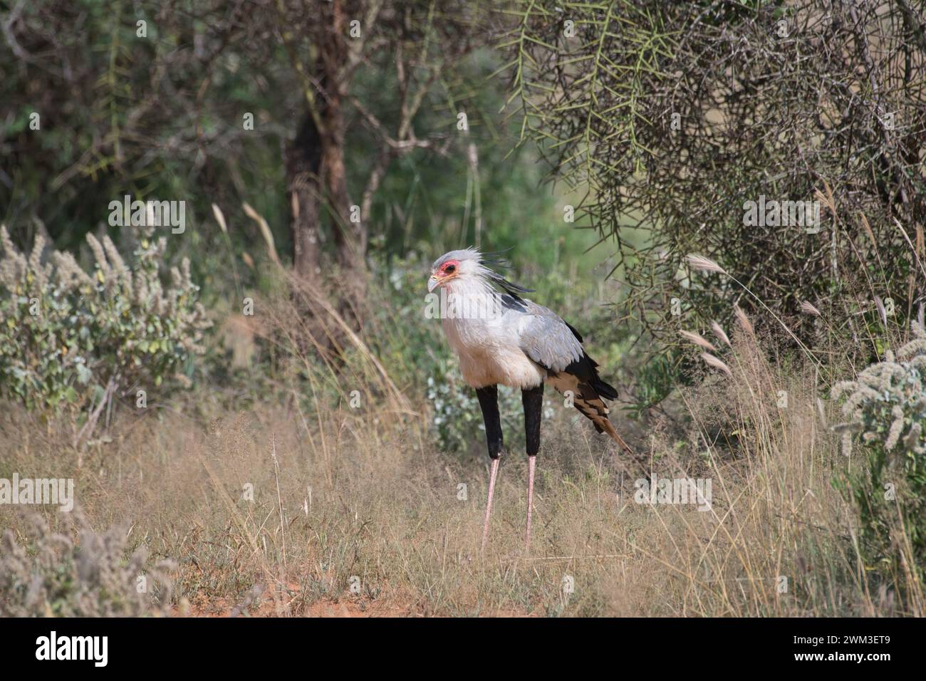 Serpentarius hi-res stock photography and images - Alamy