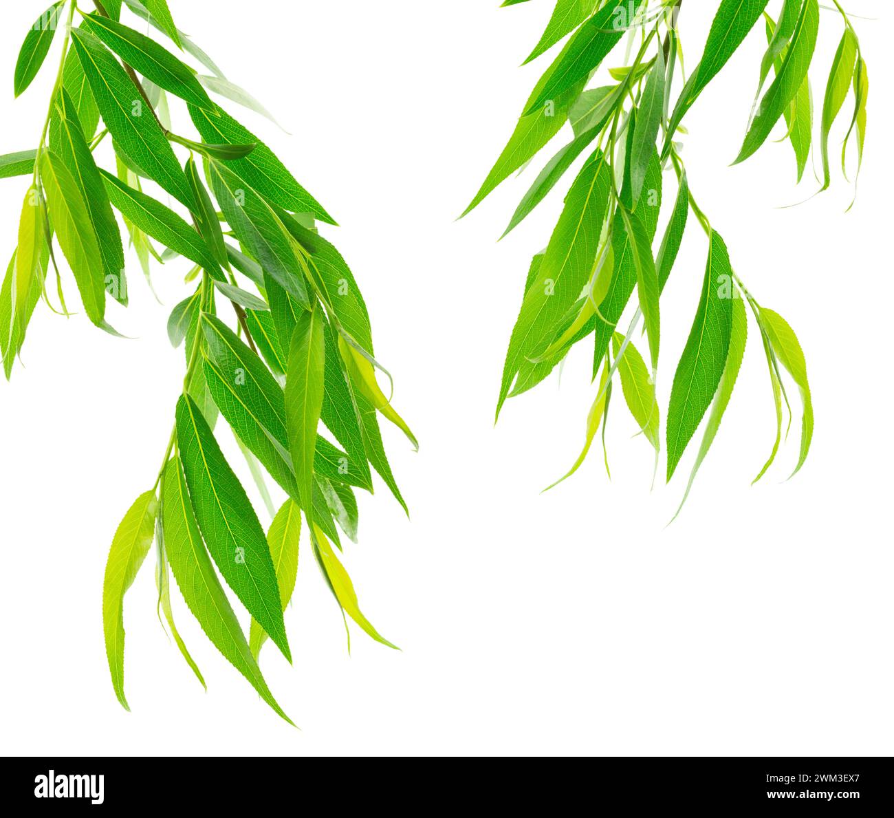 Green willow tree leaves isolated. Willow branches. Fresh green willow. For floral decor Stock ...