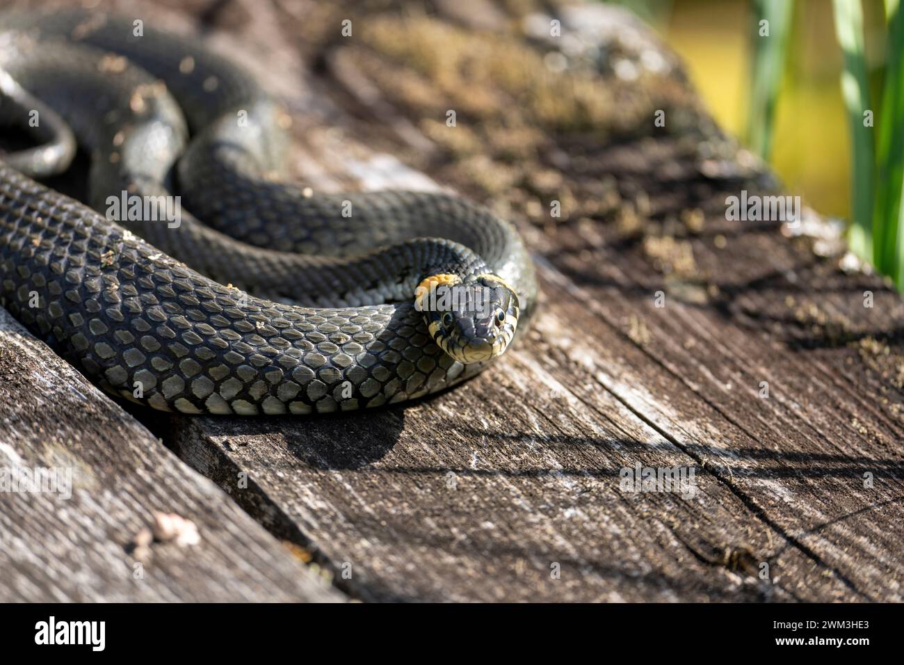 Natrix natrix Family Colubridae Genus Natrix Grass snake Ringed snake ...