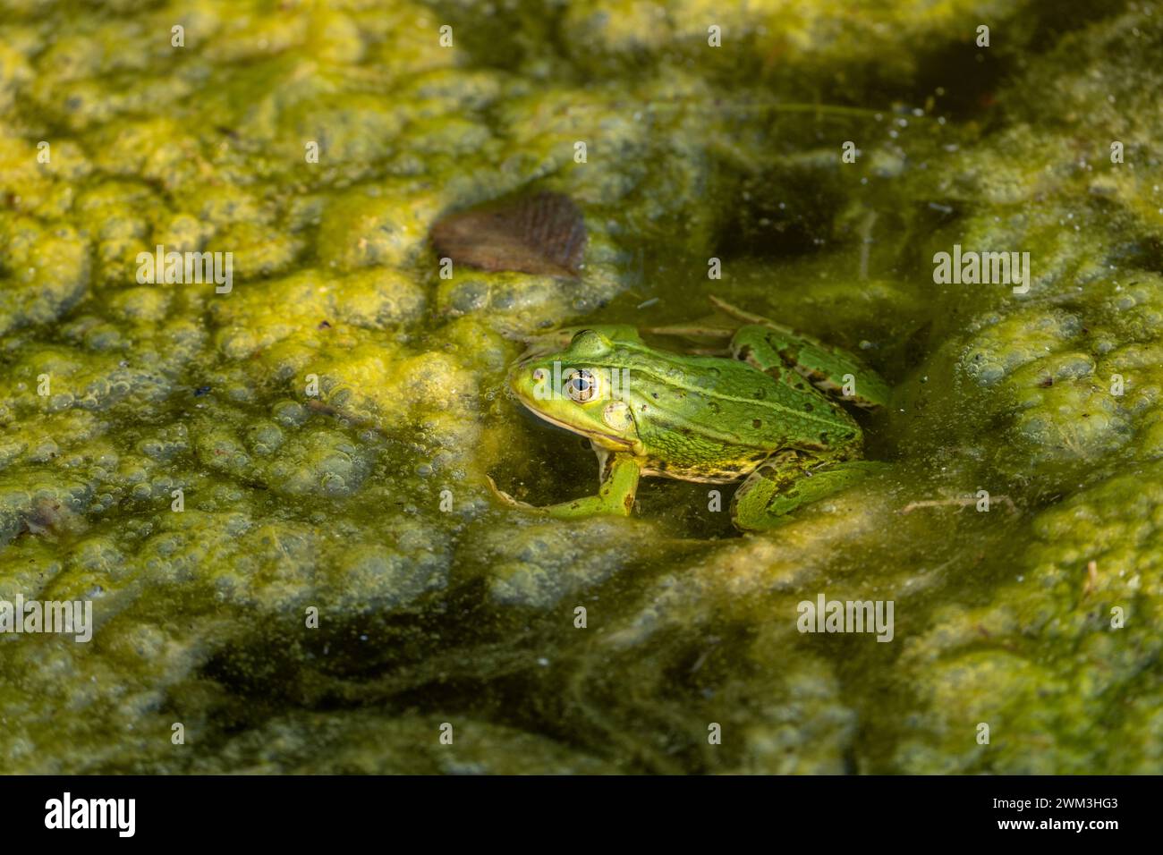 Pelophylax lessonae Family Ranidae Genus Pelophylax Pool frog wild ...